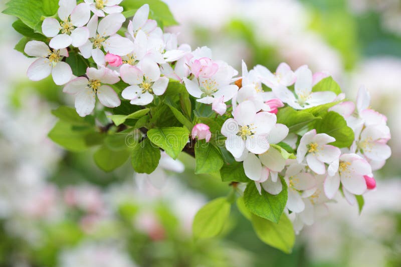 Apple Tree Under Snow in Winter Stock Image - Image of beautiful, apple ...