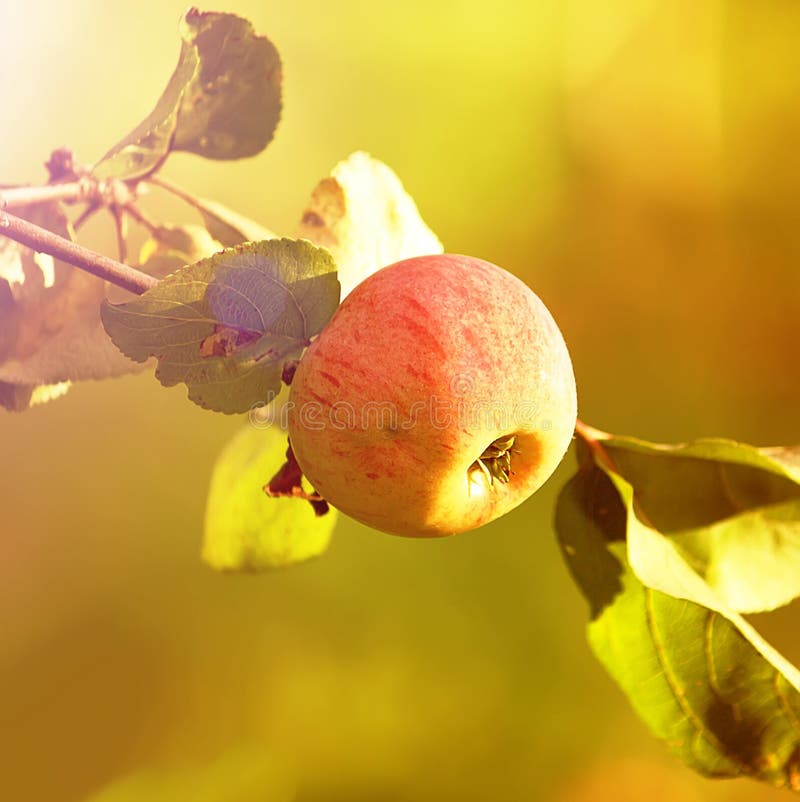 Apple tree branch stock image. Image of apple, plant - 77137329