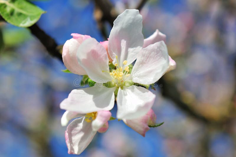 Apple Tree Branch in Spring Bloom Stock Photo - Image of closeup ...