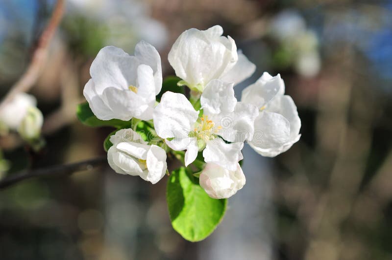 Apple Tree Branch in Spring Bloom Stock Image - Image of closeup, bloom ...