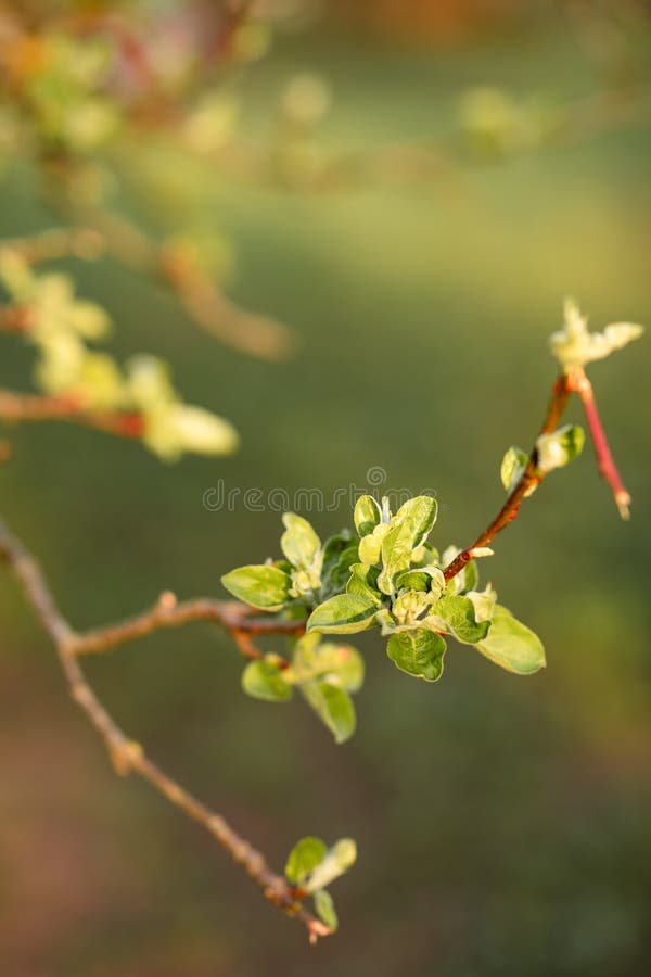 Apple Tree Branch in Spring, Forming a Tight Cluster and almost Ready ...