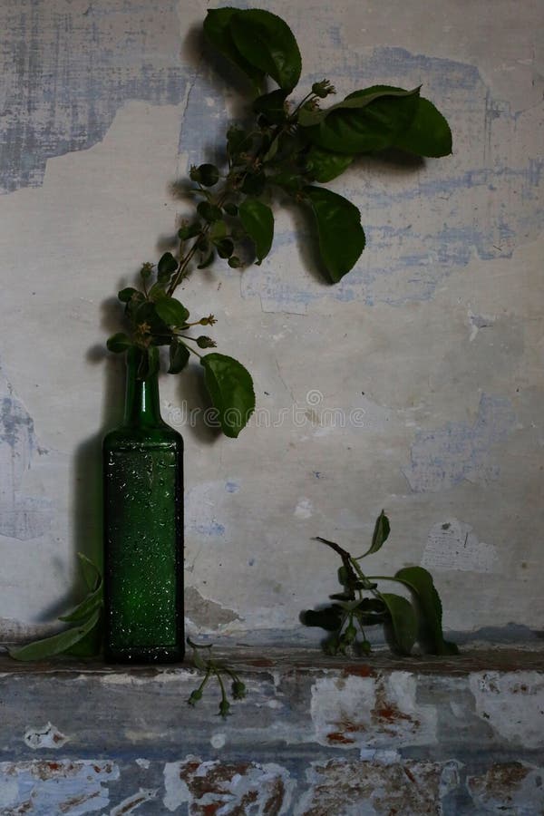 Apple tree branch stock image. Image of life, background - 150477577