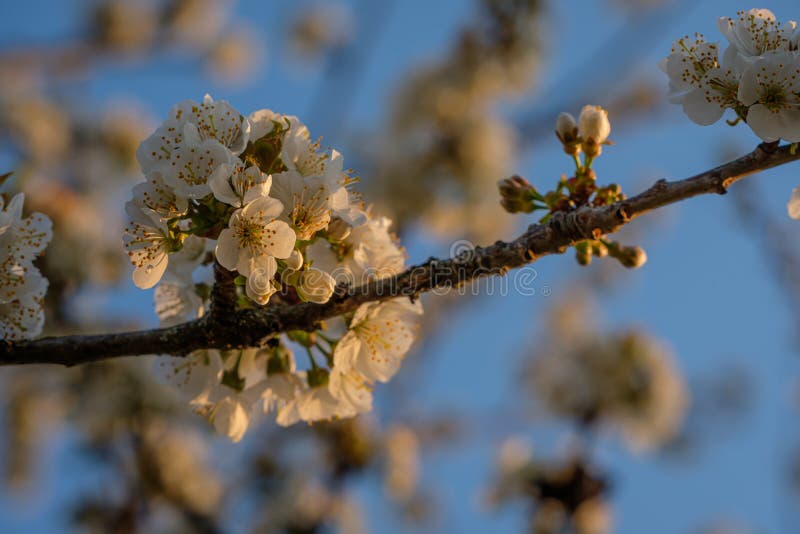 Apple Tree Branch Twig with White Flowers Stock Image - Image of garden ...