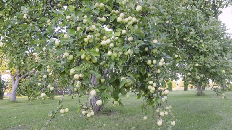 Apple Tree Branch Waving in the Wind Stock Video - Video of moving ...
