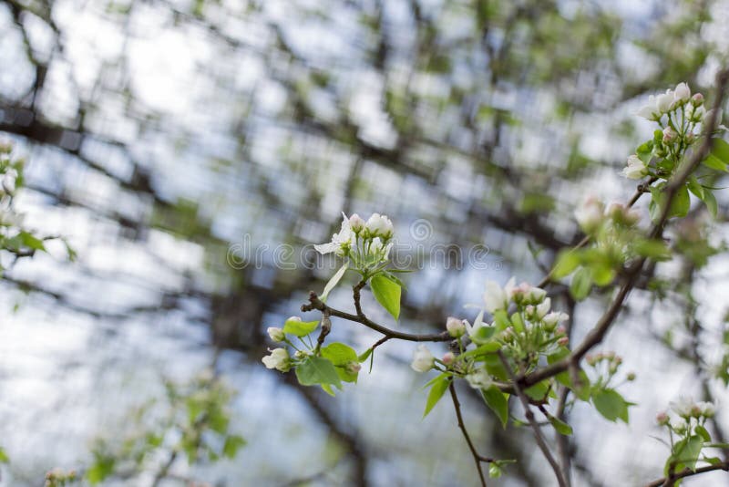 Apple Tree Branch on the White Background Stock Image - Image of ...