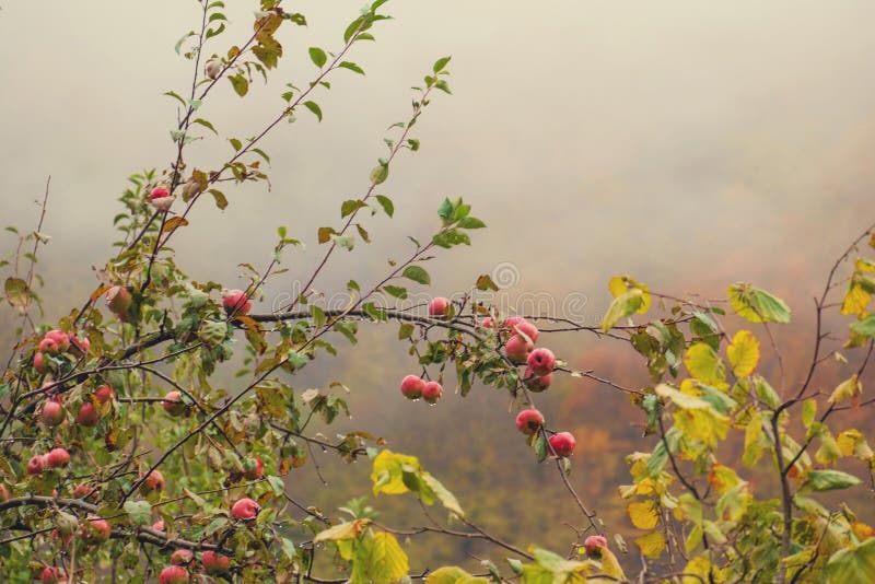 Apple tree branch stock photo. Image of apple, color - 122197206
