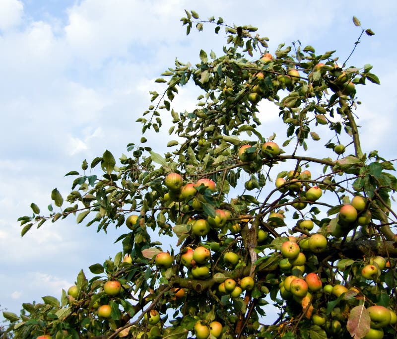 Apple tree branches stock photo. Image of fresh, food - 3280836