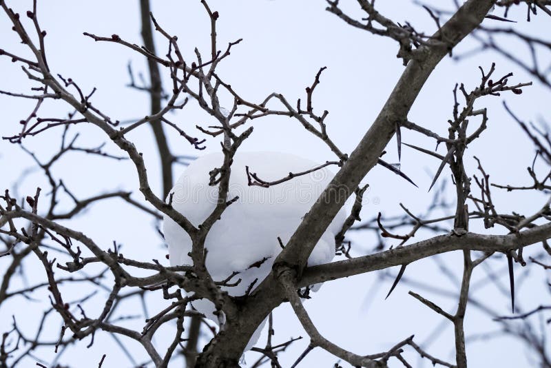 Apple Tree Branches Against White Winter Sky with a Huge Snowdrift on ...