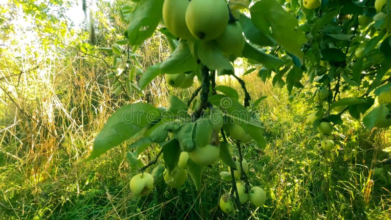 Apple Tree Branches Bending Down To the Ground Stock Video - Video of ...