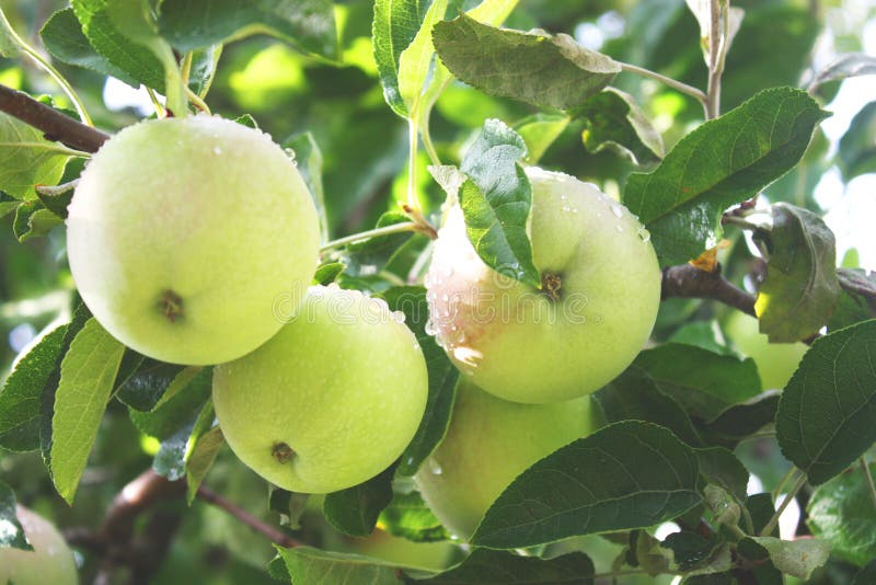 Fir tree stock photo. Image of needle, branch, snow, environment - 48546528