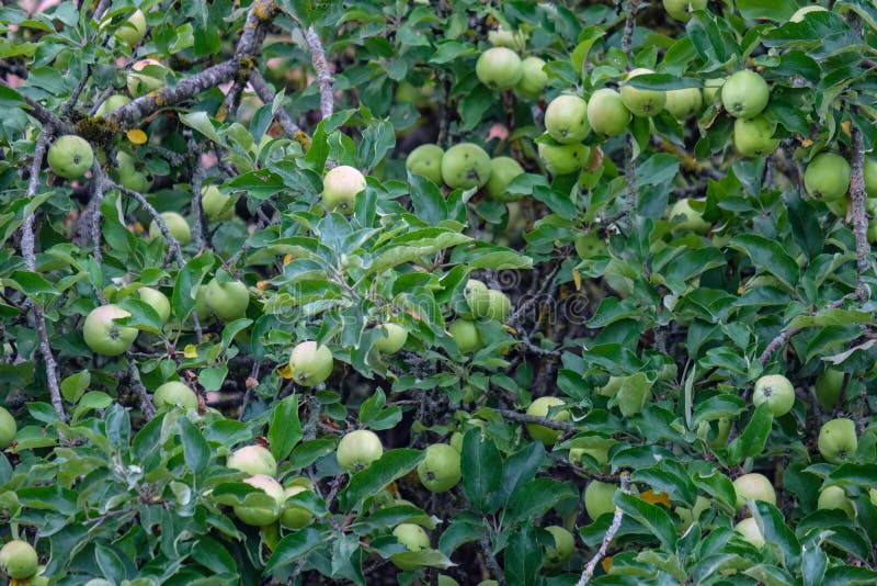 Apple Tree Branches in Green Summer Day with Rain Stock Photo - Image ...