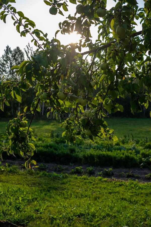 Apple Tree Branches in Green Summer Day with Rain Stock Photo - Image ...