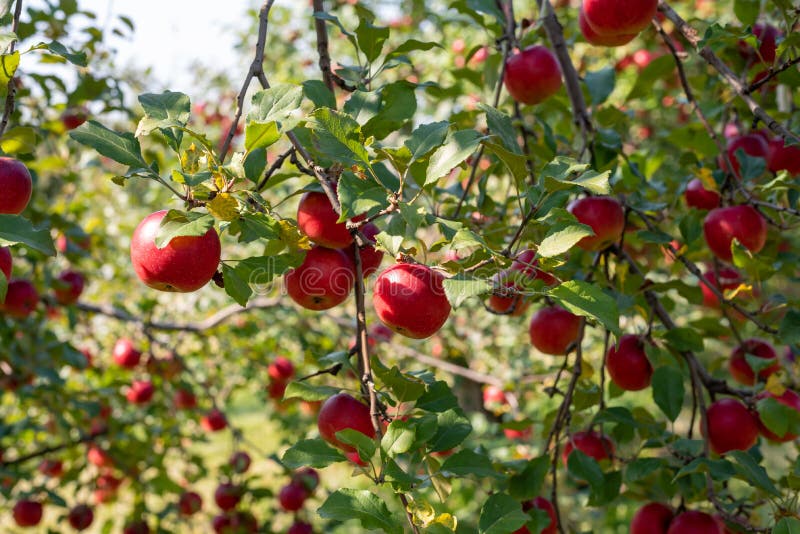 Apple Tree Branches Loaded with Ripe Fruit Stock Image - Image of ...