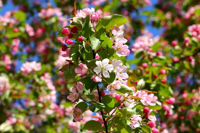Apple tree pink flowers stock photo. Image of pink, hope - 182913162