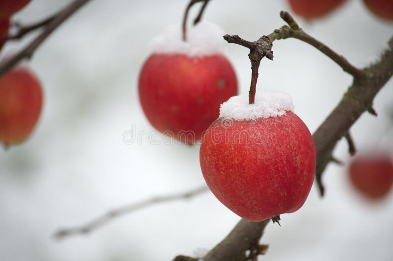 Apple Tree Branches and Red Apples Covered in Snow Stock Photo - Image ...