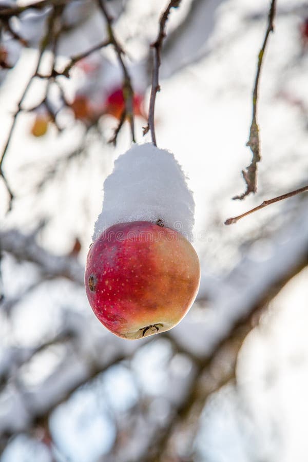 Apple Tree Branches with Red Apples with Snow Hats Stock Photo - Image ...