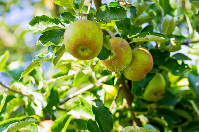 Apple tree stock image. Image of fall, food, summer, growing - 33791717