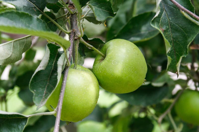 Apple tree stock photo. Image of branches, season, garden - 91383892