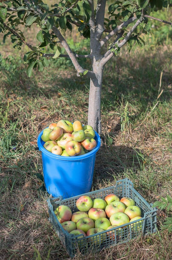 Apple Tree, Bucket and Box with Apples Stock Photo - Image of gardening ...