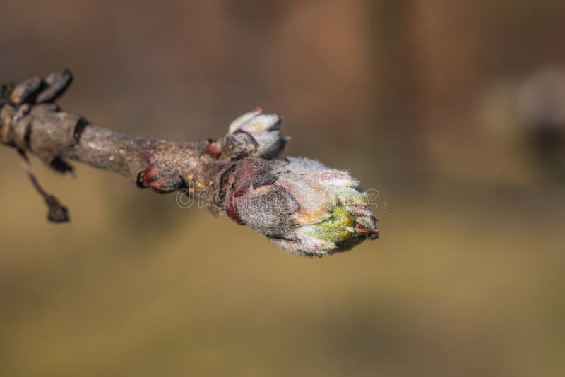 Apple tree bud stock image. Image of apple, natural - 247700929