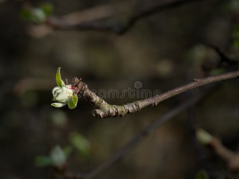 Apple tree bud on twig stock photo. Image of dendrology - 115101330