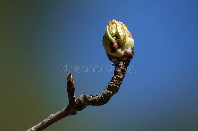 Apple Tree Buds on a Branch Stock Photo - Image of leaves, silver ...
