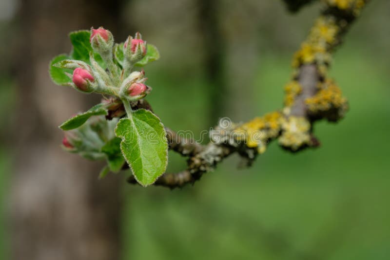Apple tree twig with buds stock image. Image of botany - 180759797