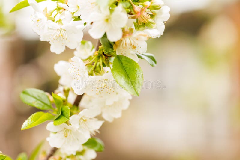 Apple tree stock photo. Image of apple, closeup, close - 40821104