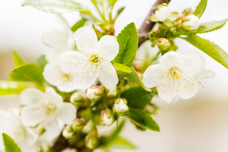 Apple tree stock image. Image of garden, springtime, blossom - 40821125