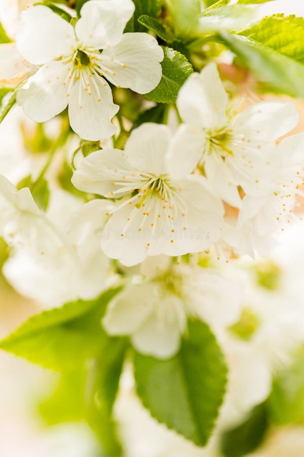 Apple tree stock image. Image of close, spring, apple - 40821183