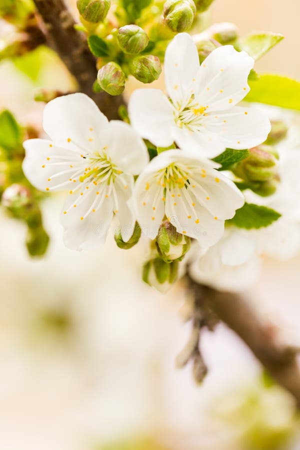 Apple tree stock photo. Image of spring, apple, blossom - 40821194
