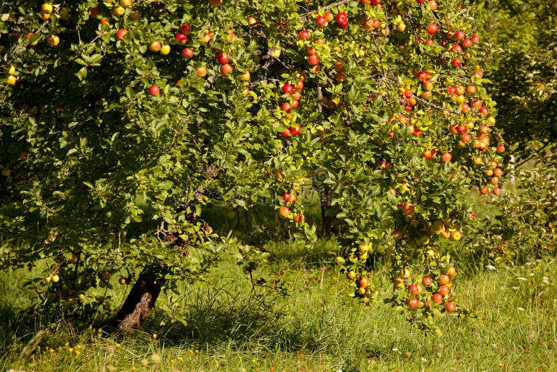 Apple tree closeup stock image. Image of apple, september - 32693715