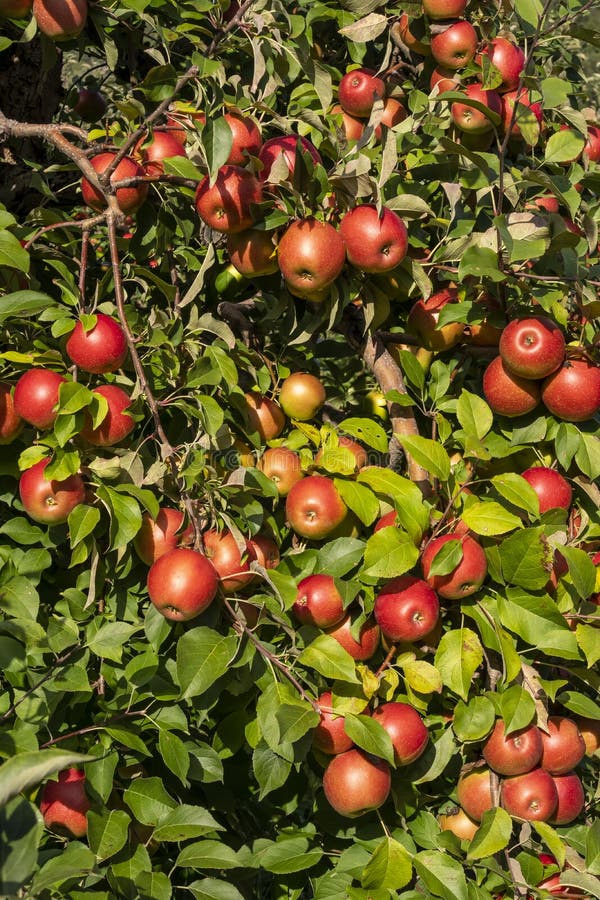 Haralson Apples Stock Photos - Free & Royalty-Free Stock Photos from ...
