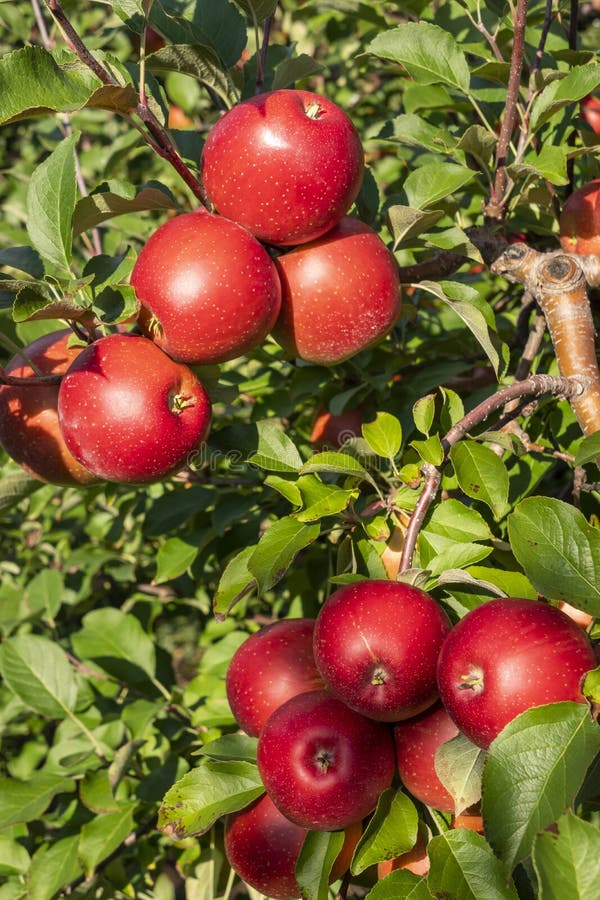 Haralson Apples Stock Photos - Free & Royalty-Free Stock Photos from ...