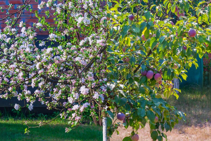 195 Apple Tree Stages Stock Photos - Free & Royalty-Free Stock Photos ...