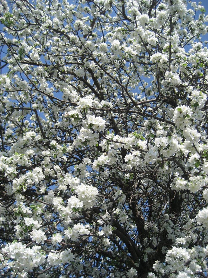 Apple tree color stock image. Image of tree, leaf, winter - 243579129