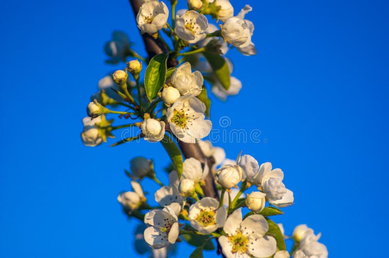 Apple tree color close up stock image. Image of nature - 180998519