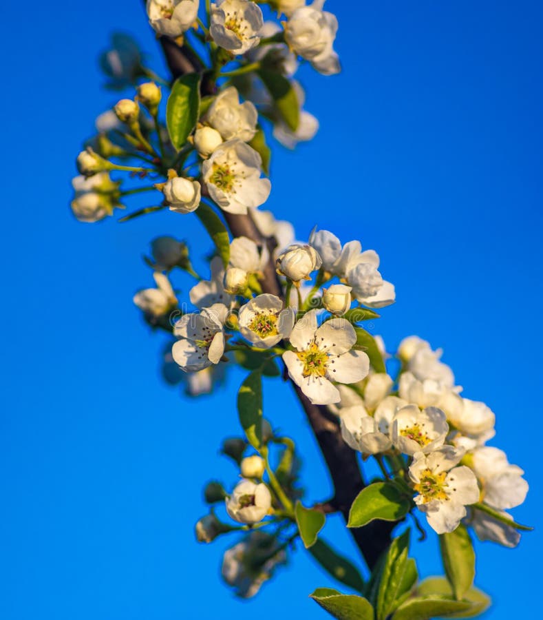 Apple tree color close up stock photo. Image of focus - 180998522