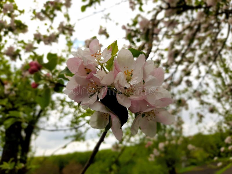 Apple Tree Color in the Garden Stock Photo - Image of pink, plant ...