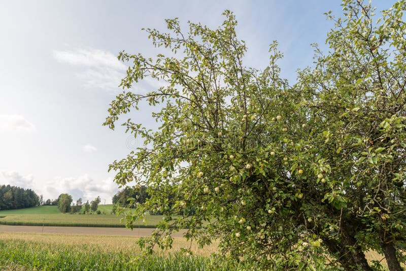 Apple Tree and Corn Field in the Bavarian Forest, Germany Stock Image ...
