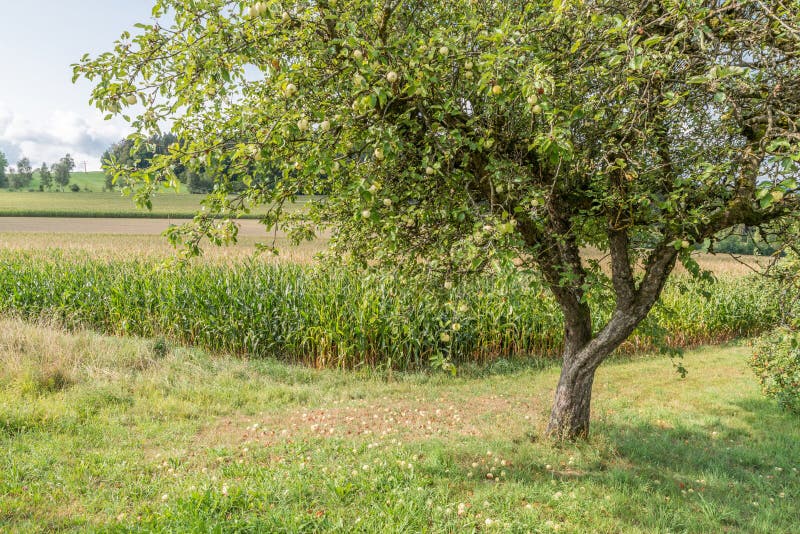 Apple Tree and Corn Field in the Bavarian Forest, Germany Stock Image ...
