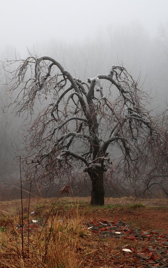 Apple Tree Covered in Ice stock image. Image of frightening - 141318083