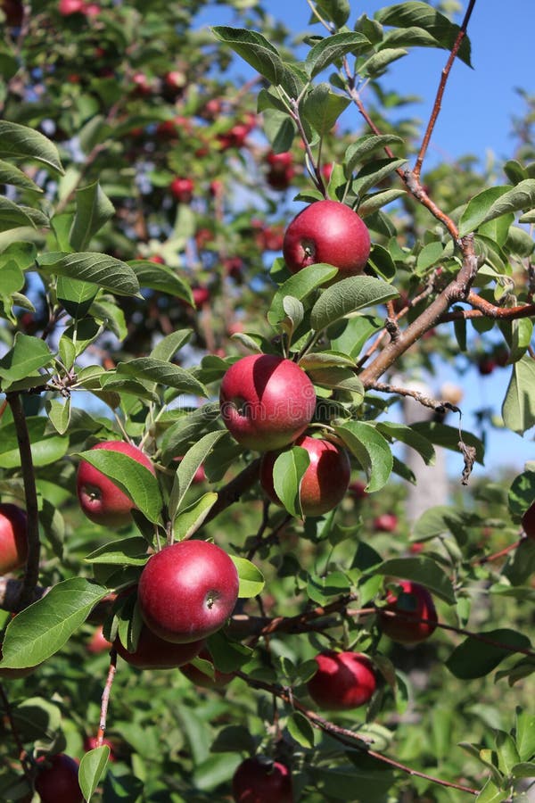 Apple Tree stock image. Image of fruit, harvest, gorgeous - 90172061