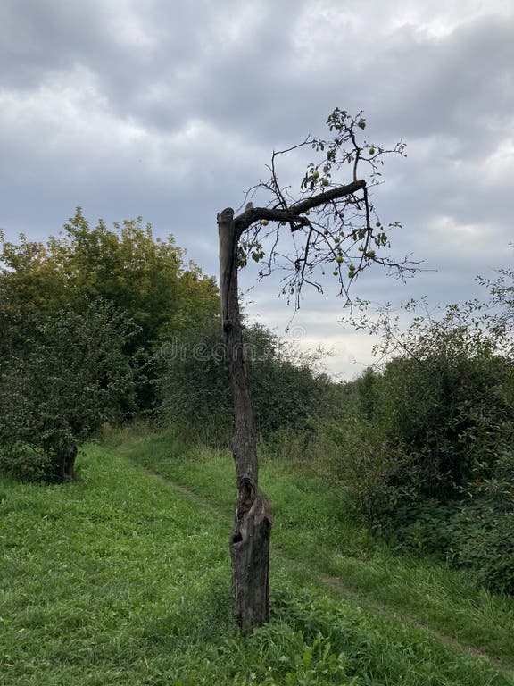 Apple tree stock photo. Image of nature, tree, dying - 235968570