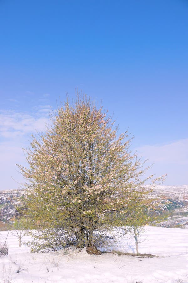 113 Frost Damage Apple Stock Photos - Free & Royalty-Free Stock Photos ...