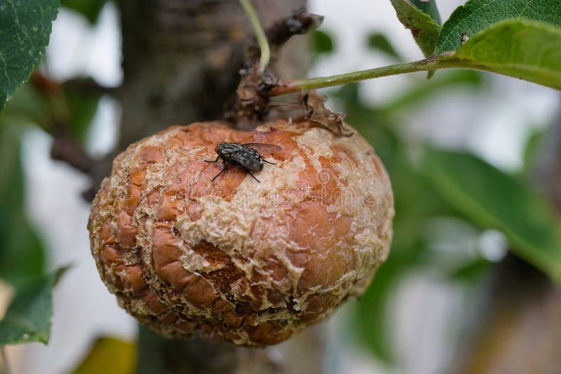 Apple Environmental Impact Stock Photos - Free & Royalty-Free Stock ...