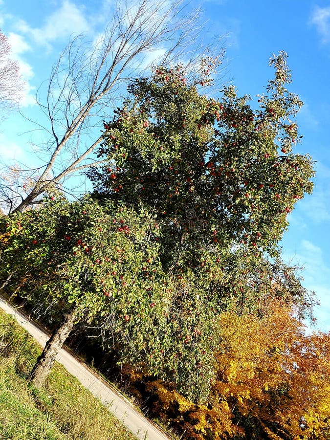 Apple tree in the fall stock image. Image of fall, autumn - 162452933
