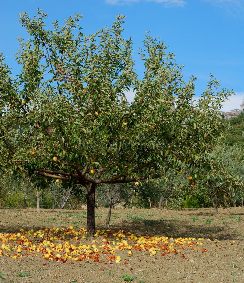 Apple Tree and Falling Apples Stock Photo - Image of environment ...