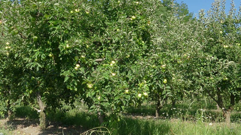 Apple Tree on Farm at Summer Stock Video - Video of leaf, natural ...
