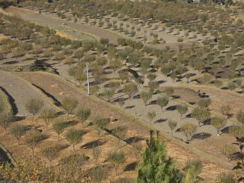 Apple tree field stock image. Image of landscapes, apple - 48043437